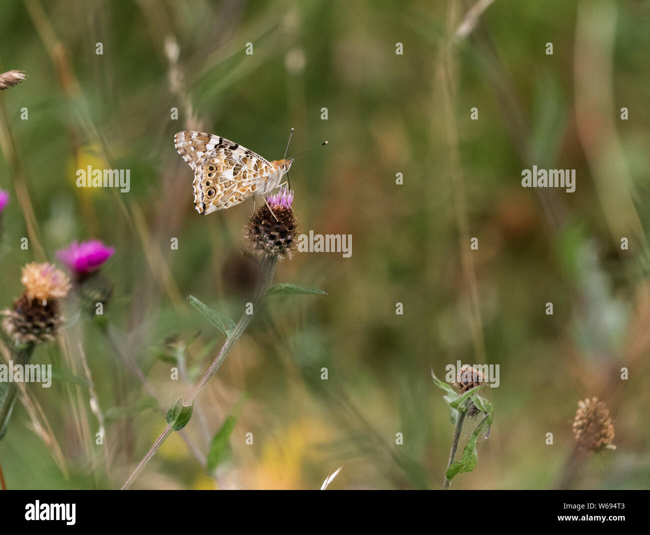 Underwing patterns hi-res stock photography and images - Alamy