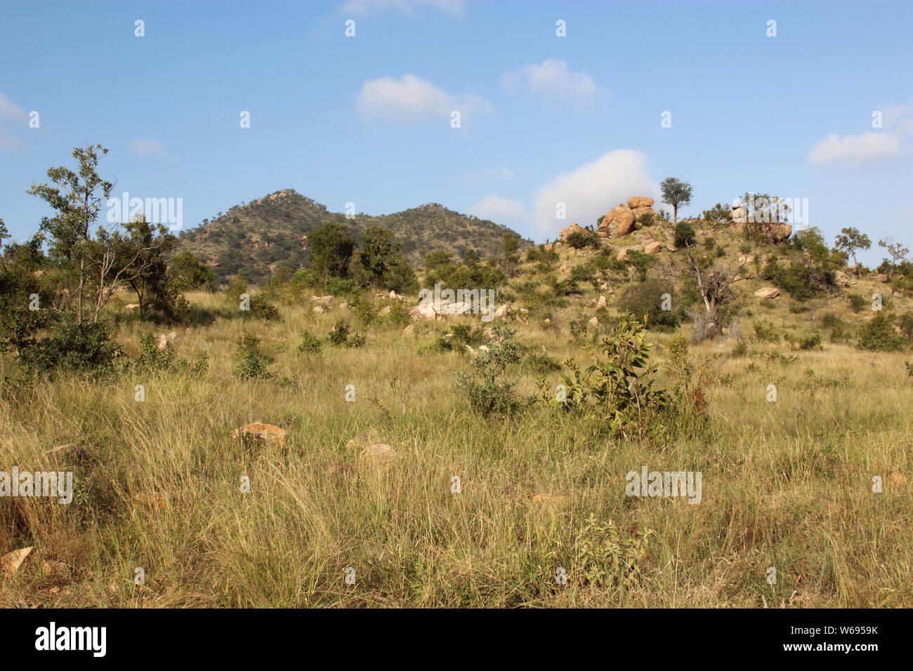 Afrikanischer Busch / African Bush Stock Photo - Alamy