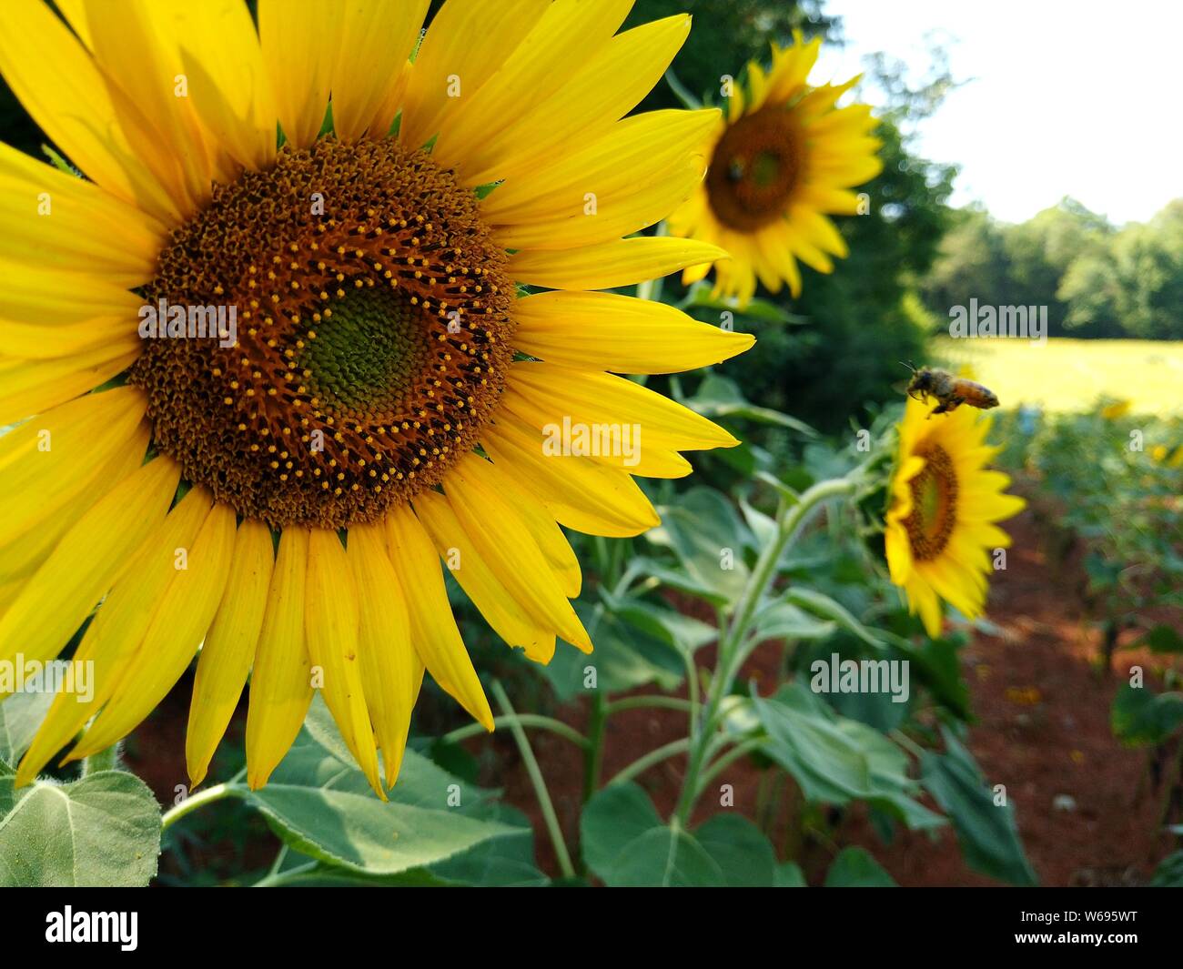 Save the bees hi-res stock photography and images - Alamy