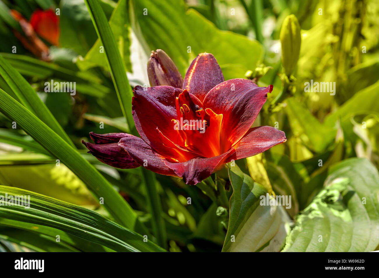 Red daylilies hi-res stock photography and images - Alamy