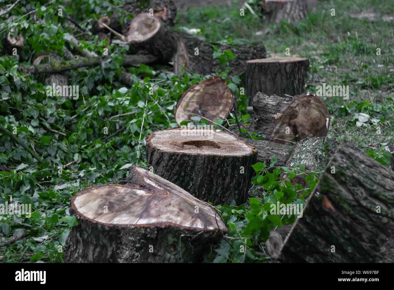cutting down trees forest fallen landscape wood Stock Photo - Alamy