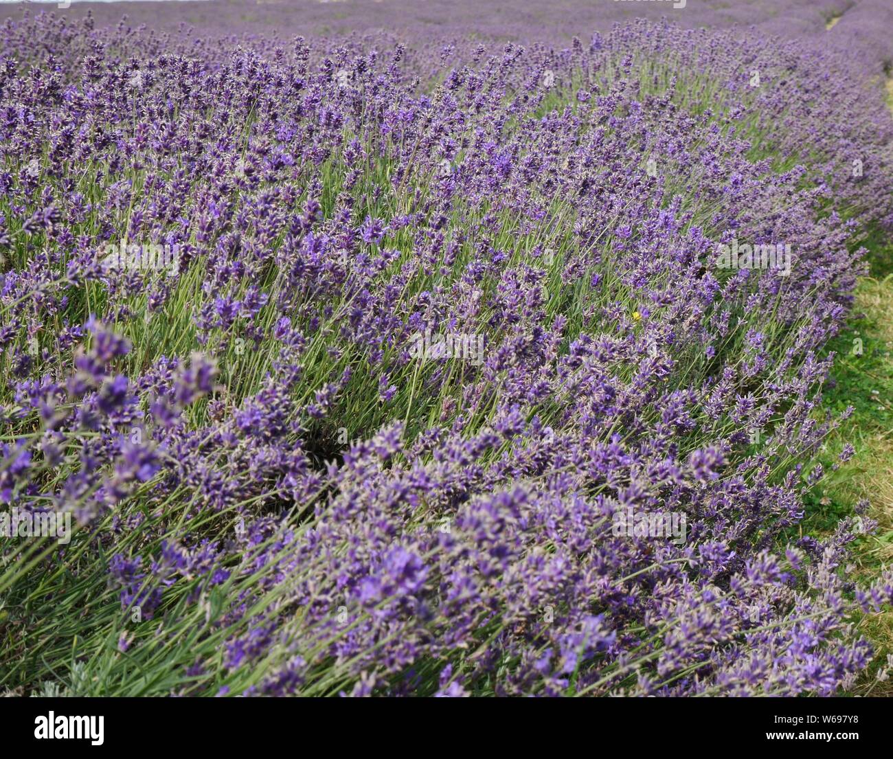 Banstead Lavender Field High Resolution Stock Photography and Images ...
