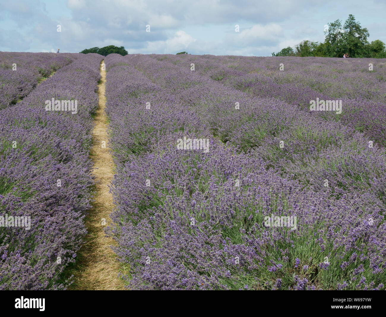 Lavender field banstead hi-res stock photography and images - Alamy
