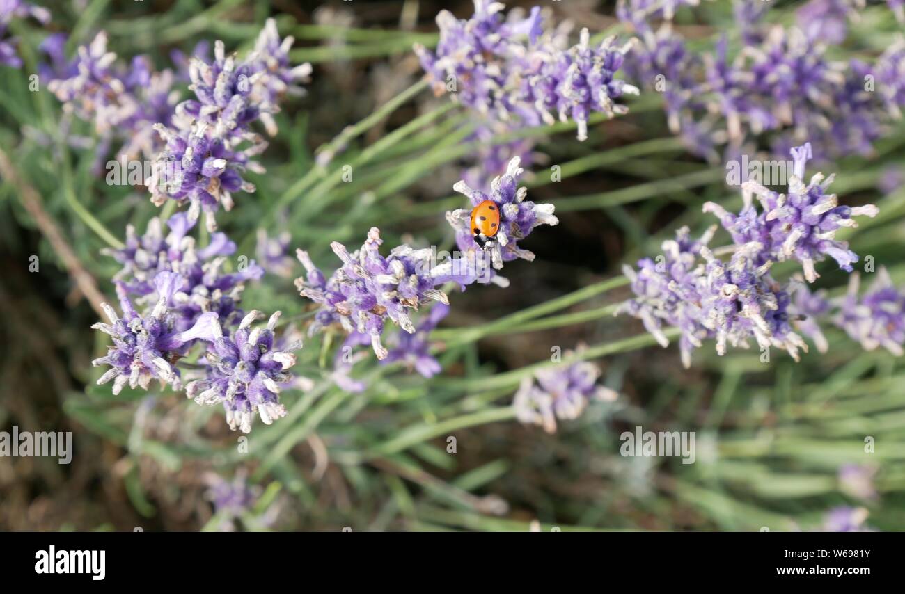 Mayfield Lavender Fields, Banstead, Surrey, England Stock Photo - Alamy