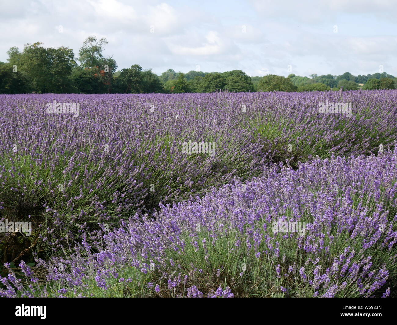 Mayfield Lavender Fields, Banstead, Surrey, England Stock Photo - Alamy