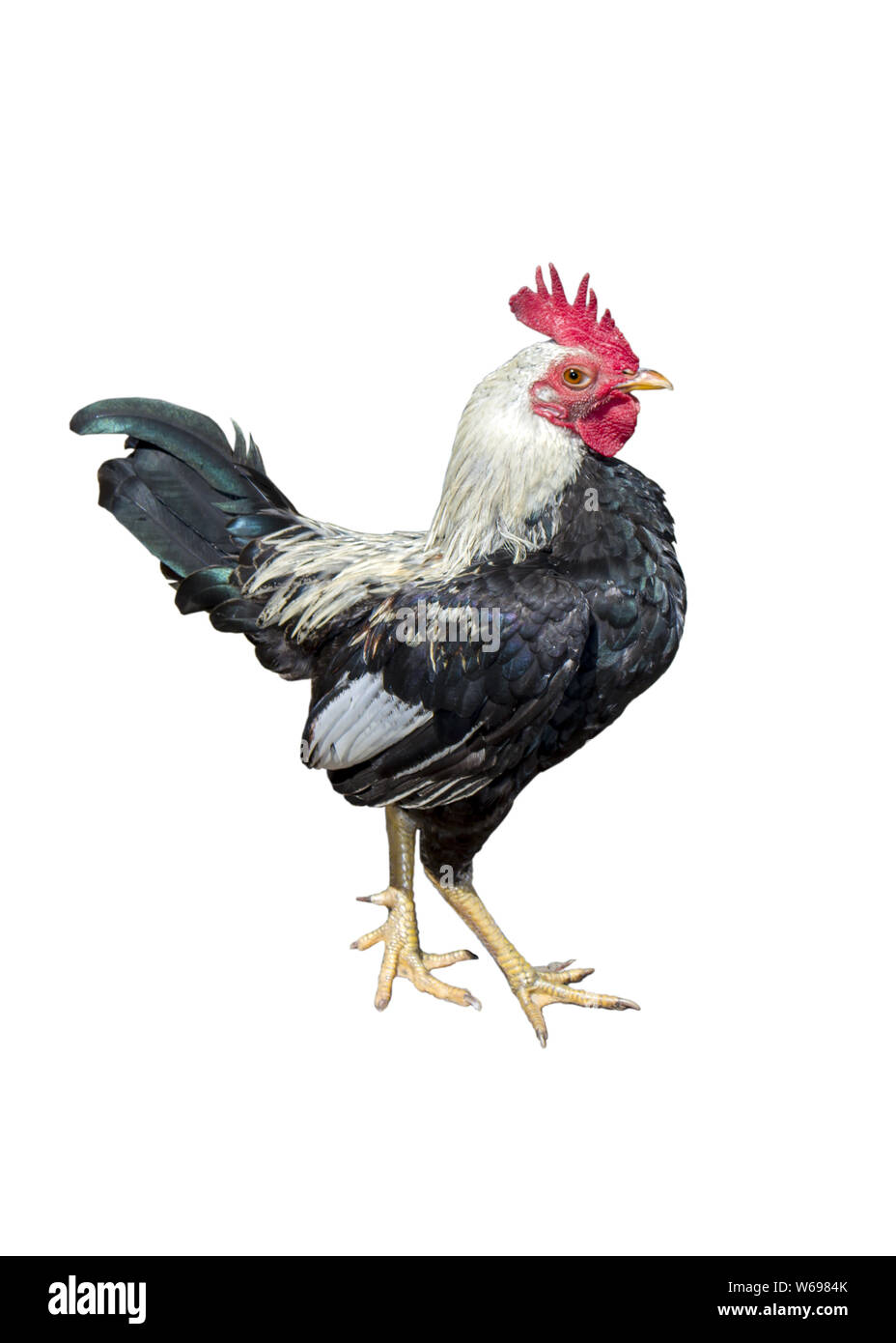 Rooster bantam crows isolate on white background Stock Photo - Alamy