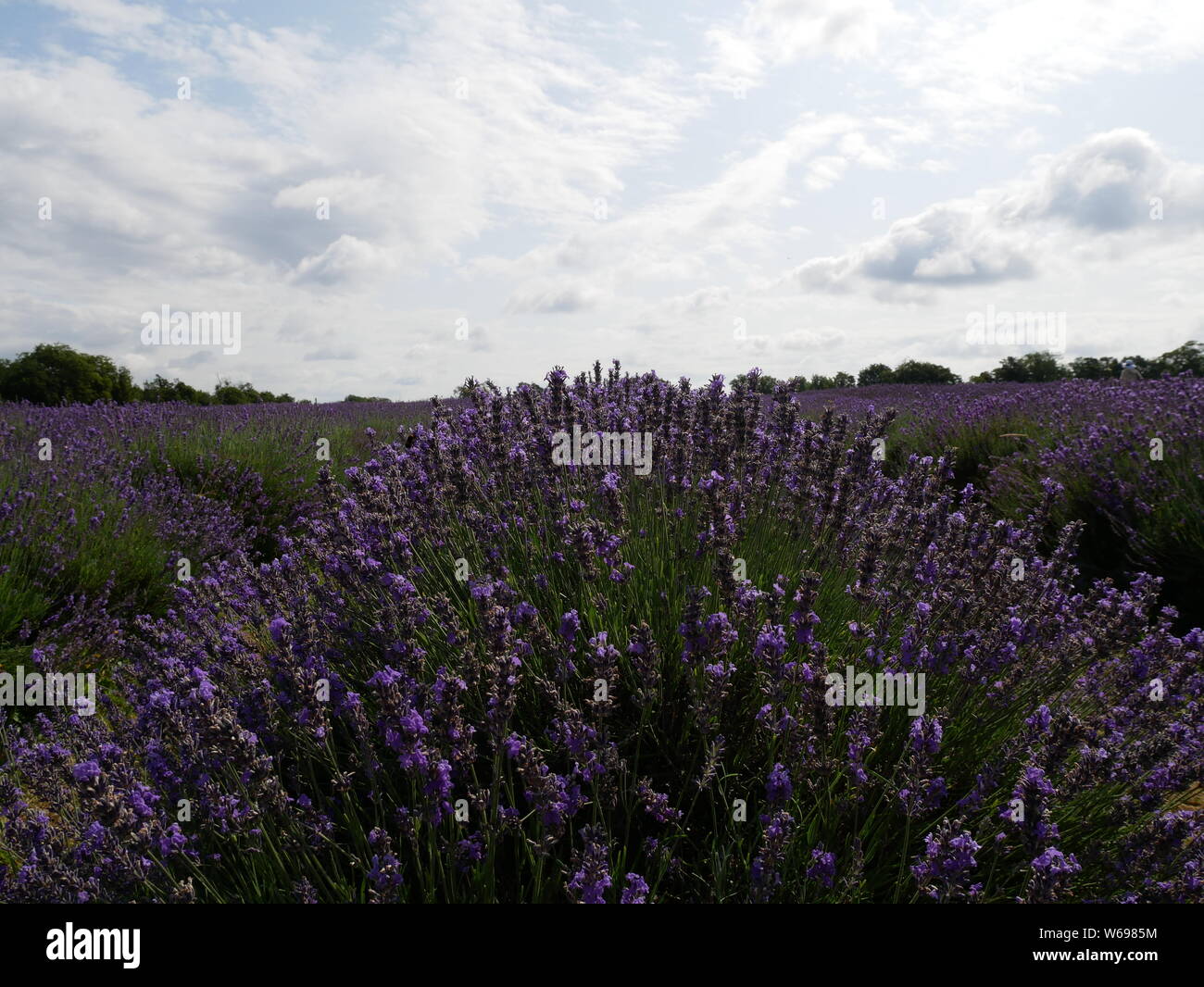 Banstead Lavender Field High Resolution Stock Photography and Images ...