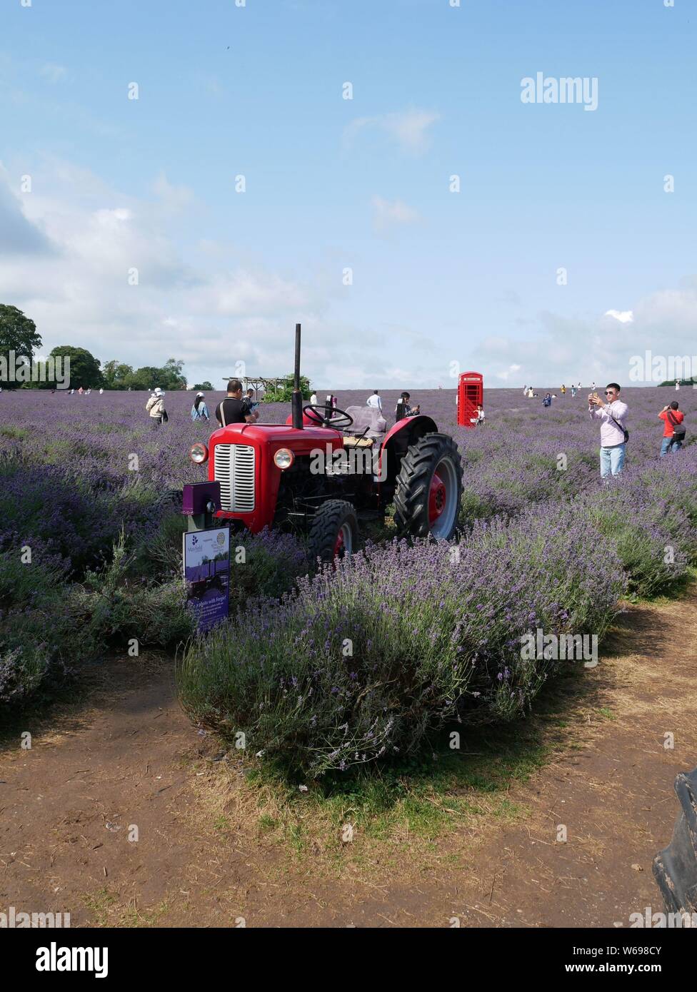 Lavender plants mayfield lavender banstead hi-res stock photography and ...