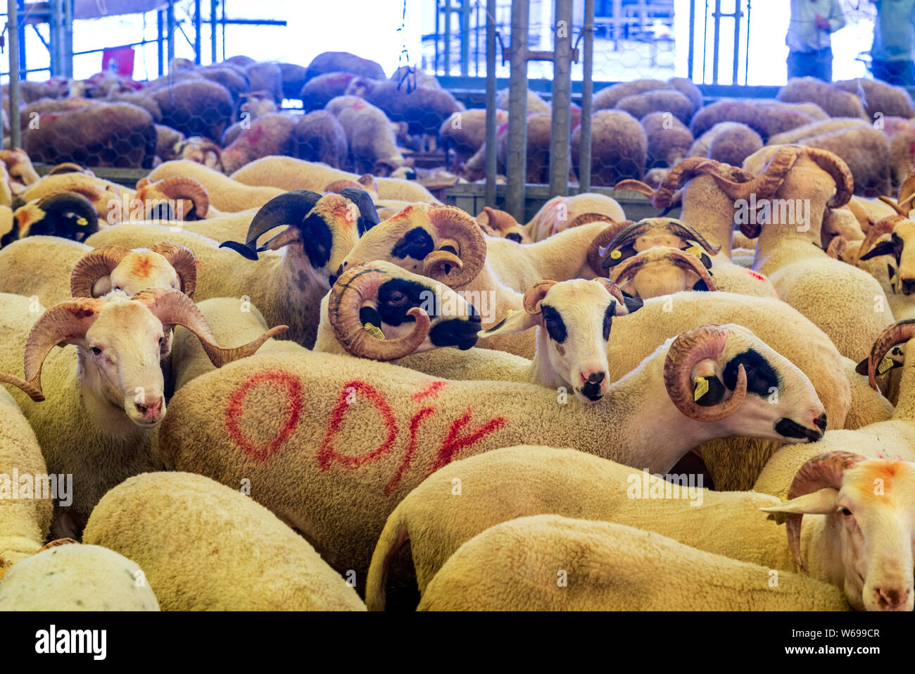 Sacrificial ram, Domestic Male Sheep waiting to be purchased with other ...
