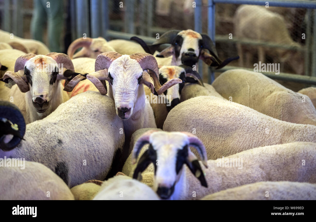 Sacrificial ram, Domestic Male Sheep waiting to be purchased with other ...