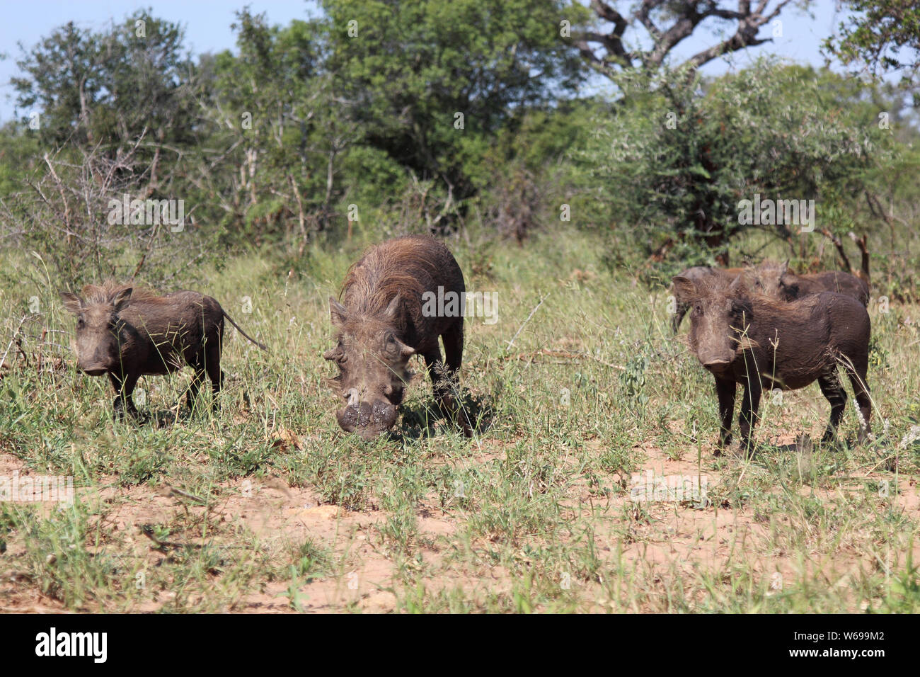 Warzenschwein / Warthog / Phacochoerus africanus Stock Photo - Alamy