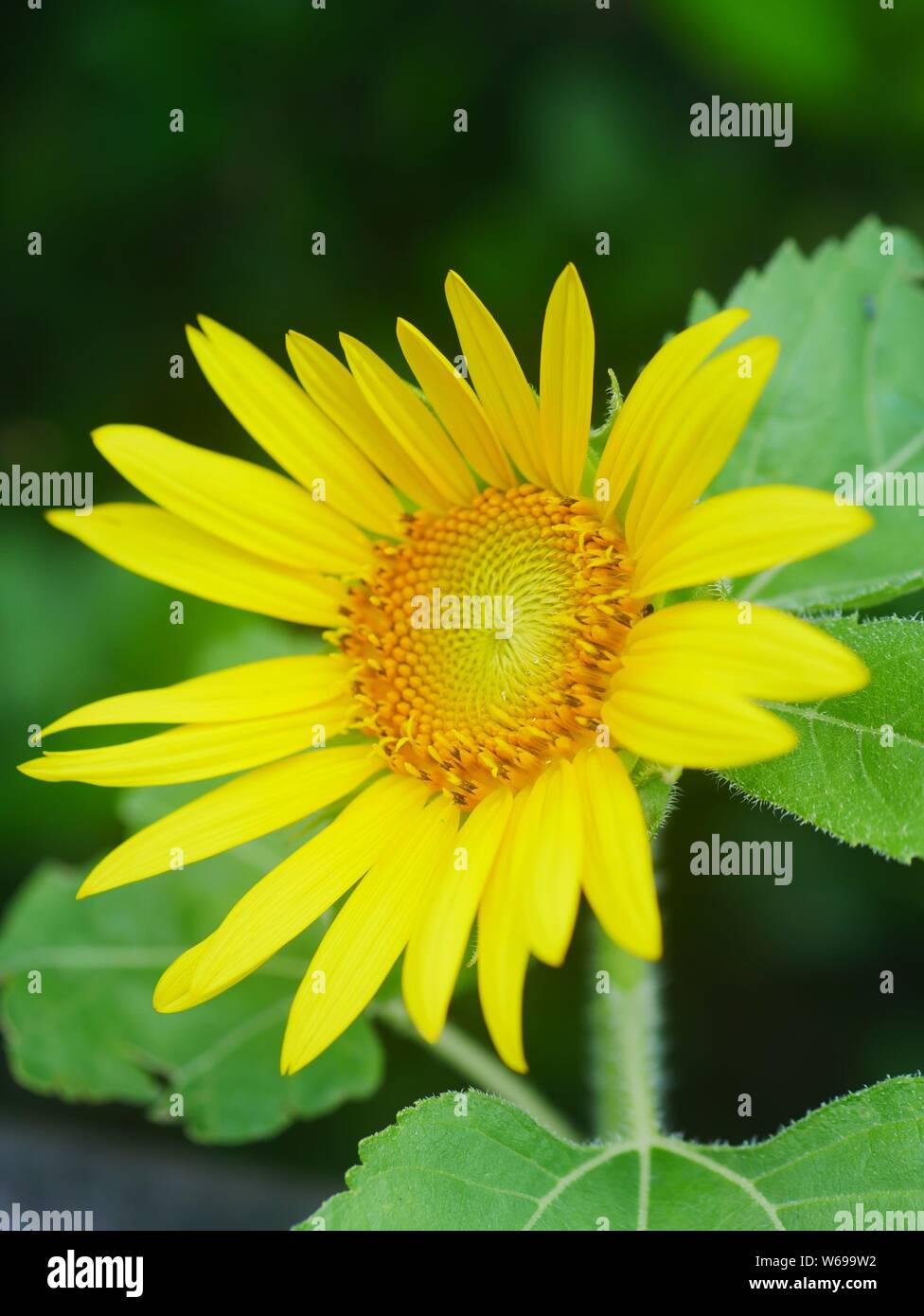 The sunflower of one flower Stock Photo - Alamy