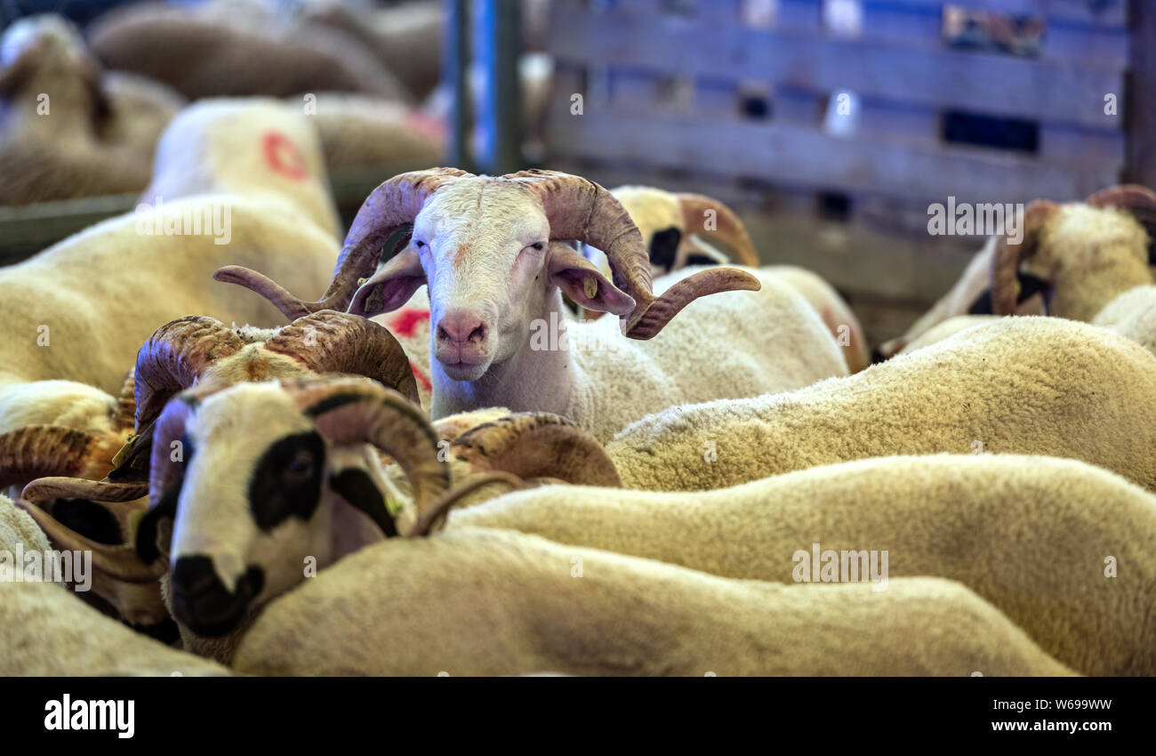Sacrificial ram, Domestic Male Sheep waiting to be purchased with other ...