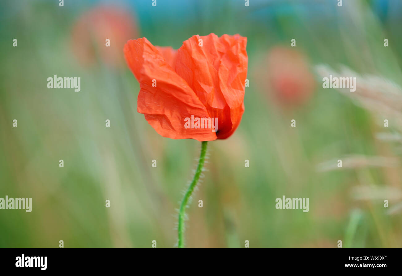 Close up of red poppy flowers. Soft focus. Copy space Stock Photo - Alamy
