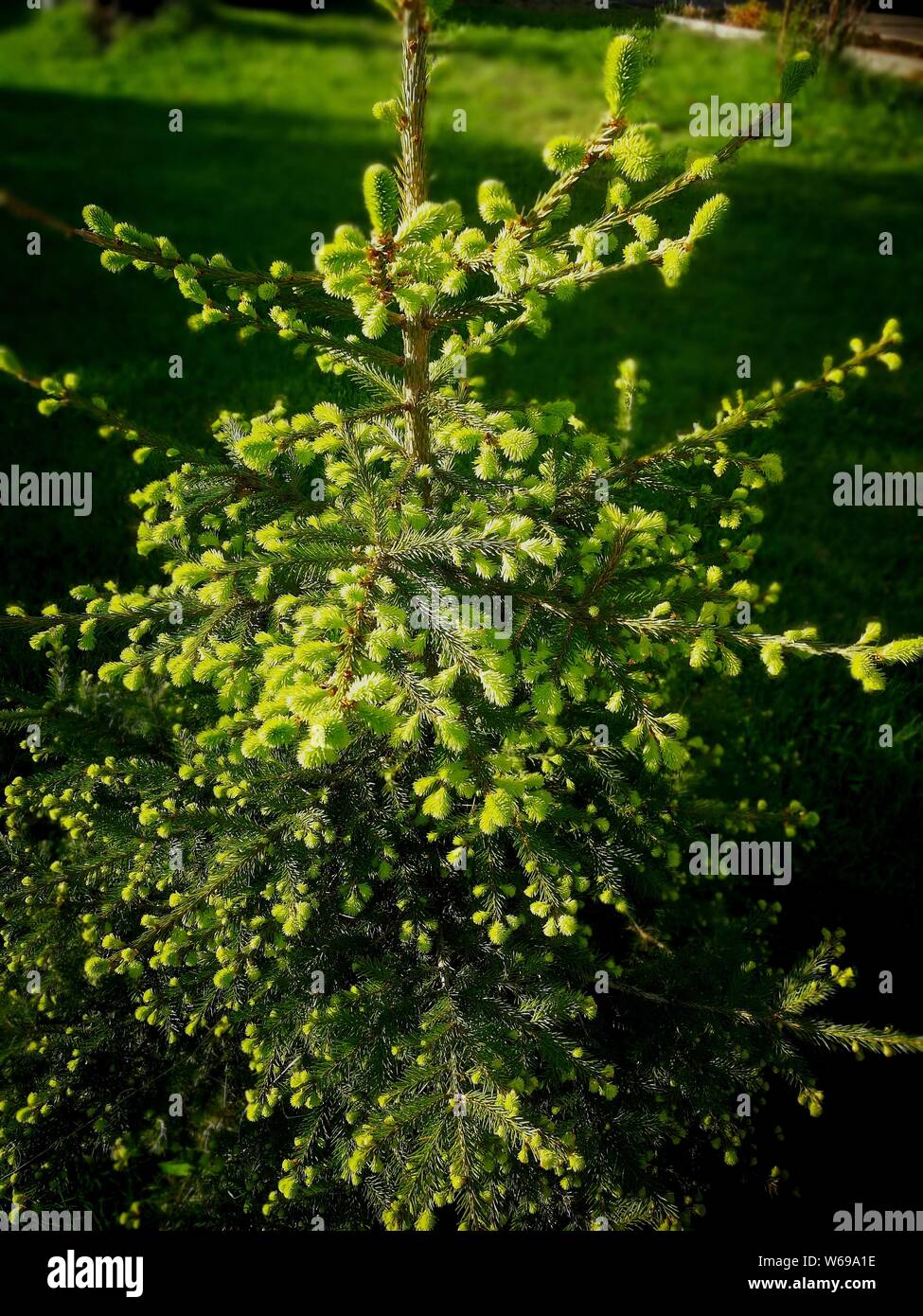 Columnar spruce hi-res stock photography and images - Alamy