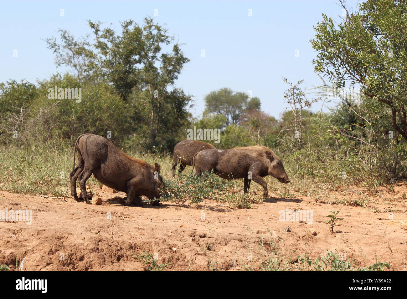Warzenschwein / Warthog / Phacochoerus africanus Stock Photo - Alamy