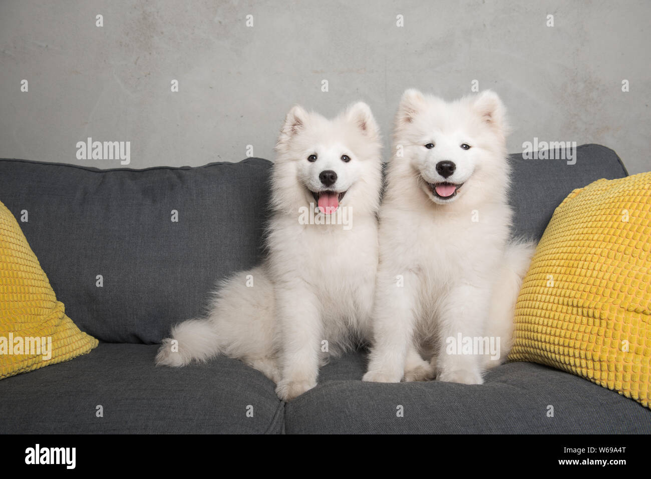 Two samoyed dogs puppies are sitting in the gray couch Stock Photo - Alamy