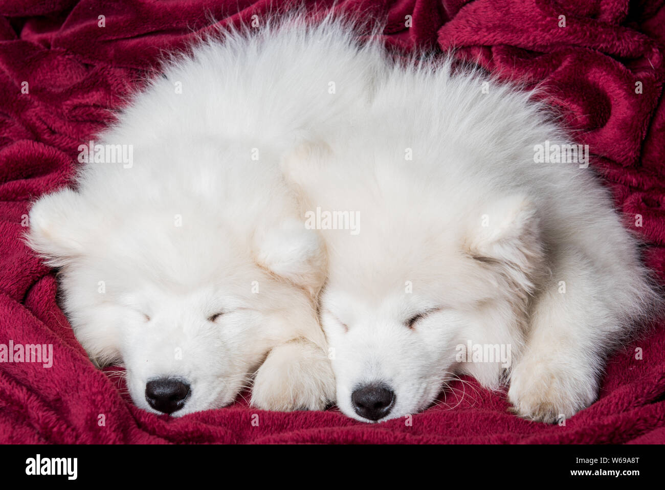 Two samoyed dogs puppies are sleeping in the red bed on bedroom ...