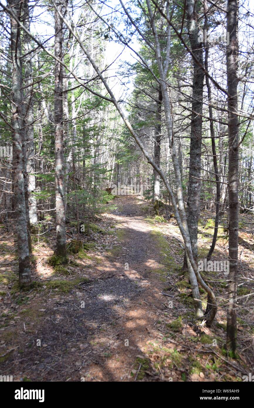 Trail through trees hi-res stock photography and images - Alamy