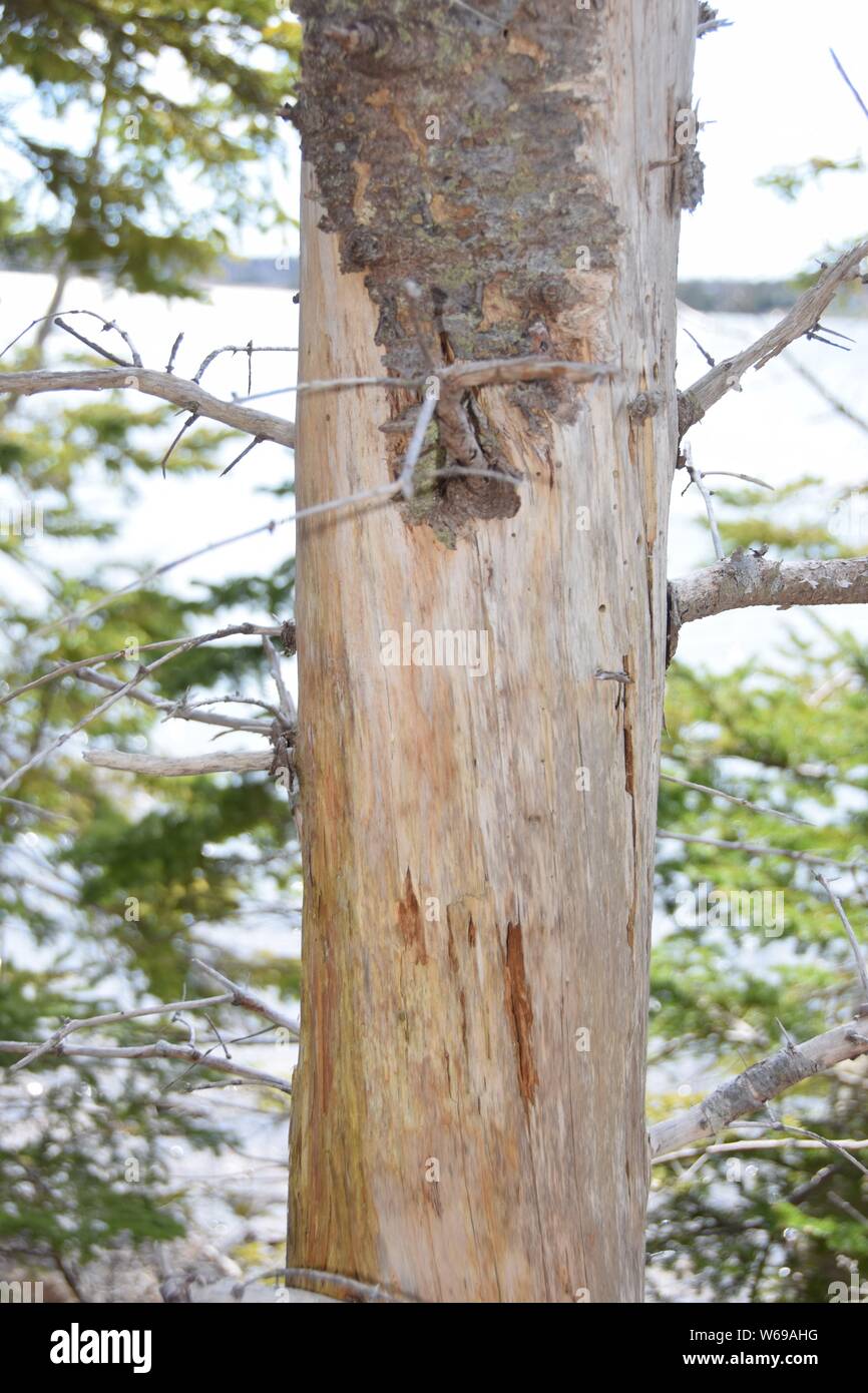 Dead tree with bark removed with ocean in the background Stock Photo ...