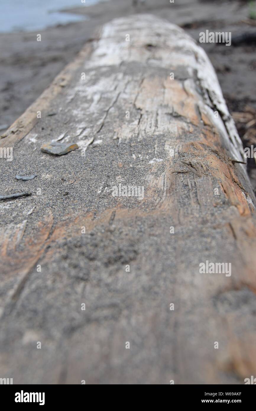 Sand crusted log sitting on a dark sand beach Stock Photo - Alamy
