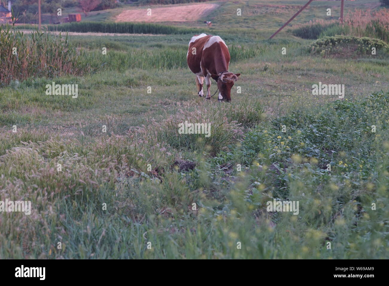 Spotted white cow eats hi-res stock photography and images - Alamy