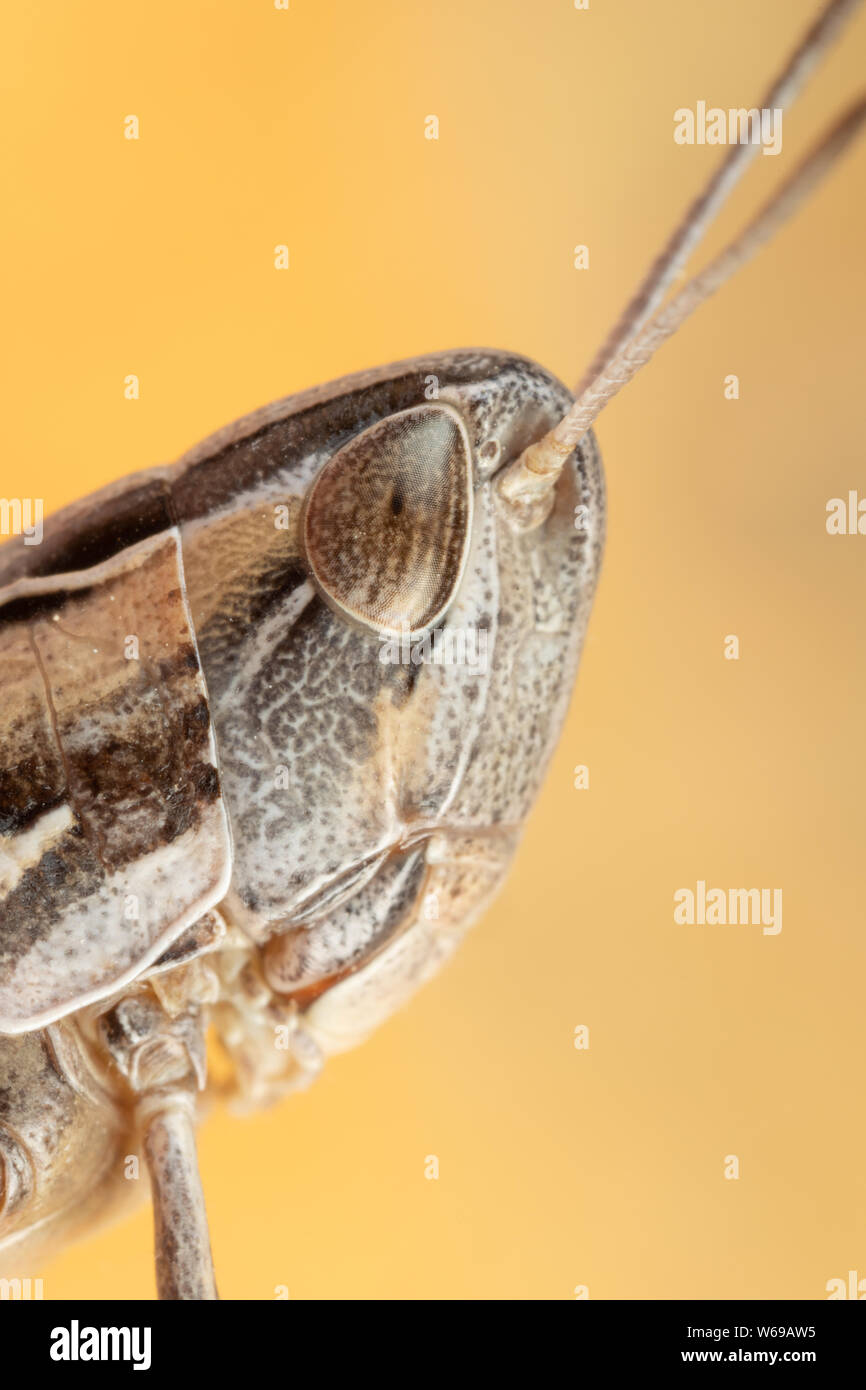 A tiny grasshopper portrait with a bright orange background Stock Photo - Alamy