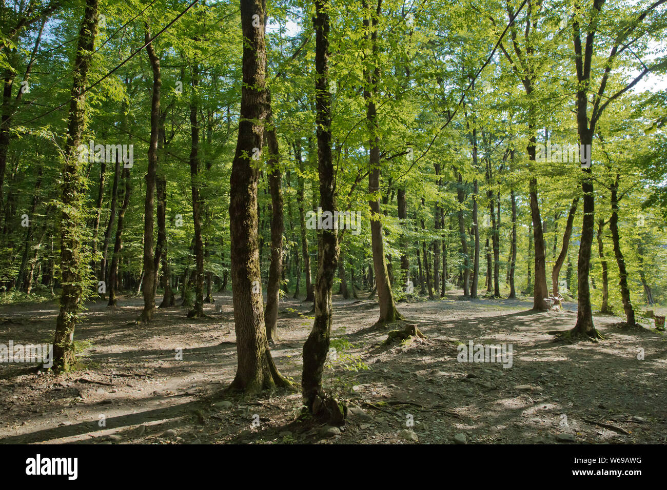 Young green forest of fir trees and deciduous trees hi-res stock ...