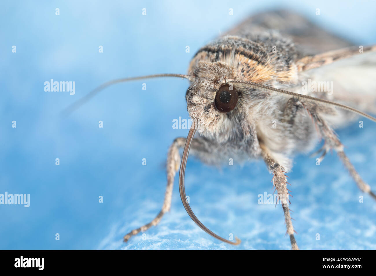 Moth drinking water hi-res stock photography and images - Alamy