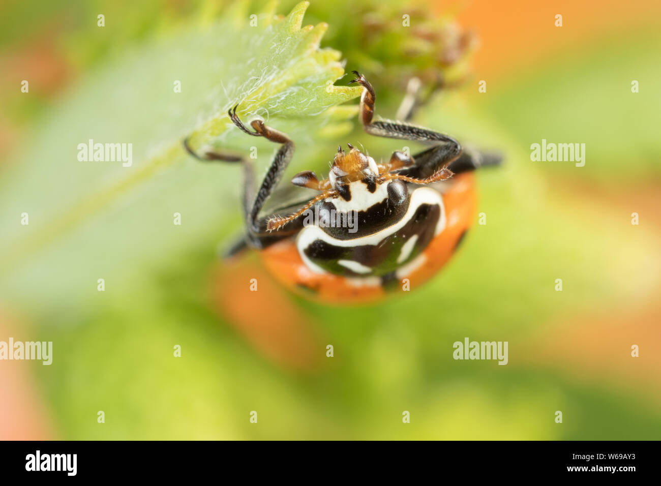Macro photo of a convergient ladybird beetle underneat a leaf. This is ...