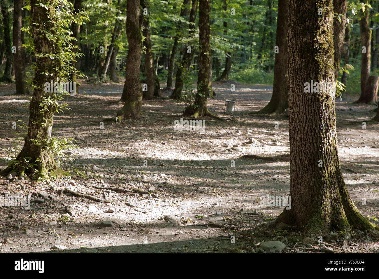Young green forest of fir trees and deciduous trees hi-res stock ...