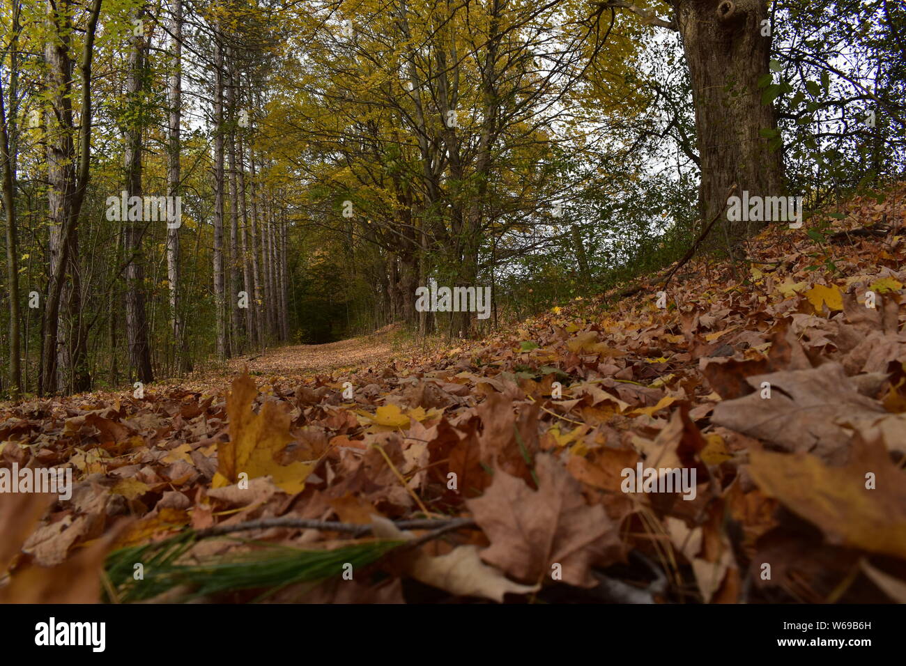 Tree covered walkway hi-res stock photography and images - Alamy