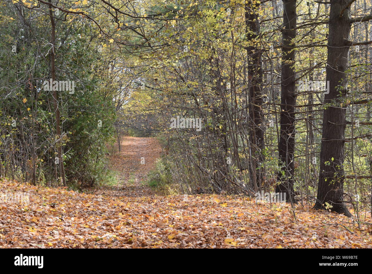Tree covered pathway hi-res stock photography and images - Alamy