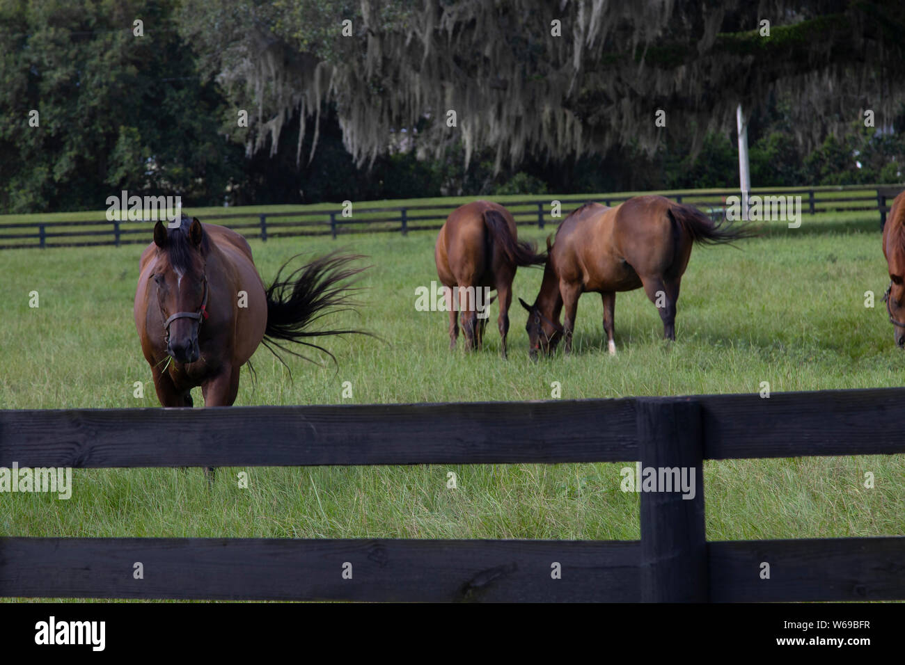 Ocala Horses High Resolution Stock Photography and Images - Alamy