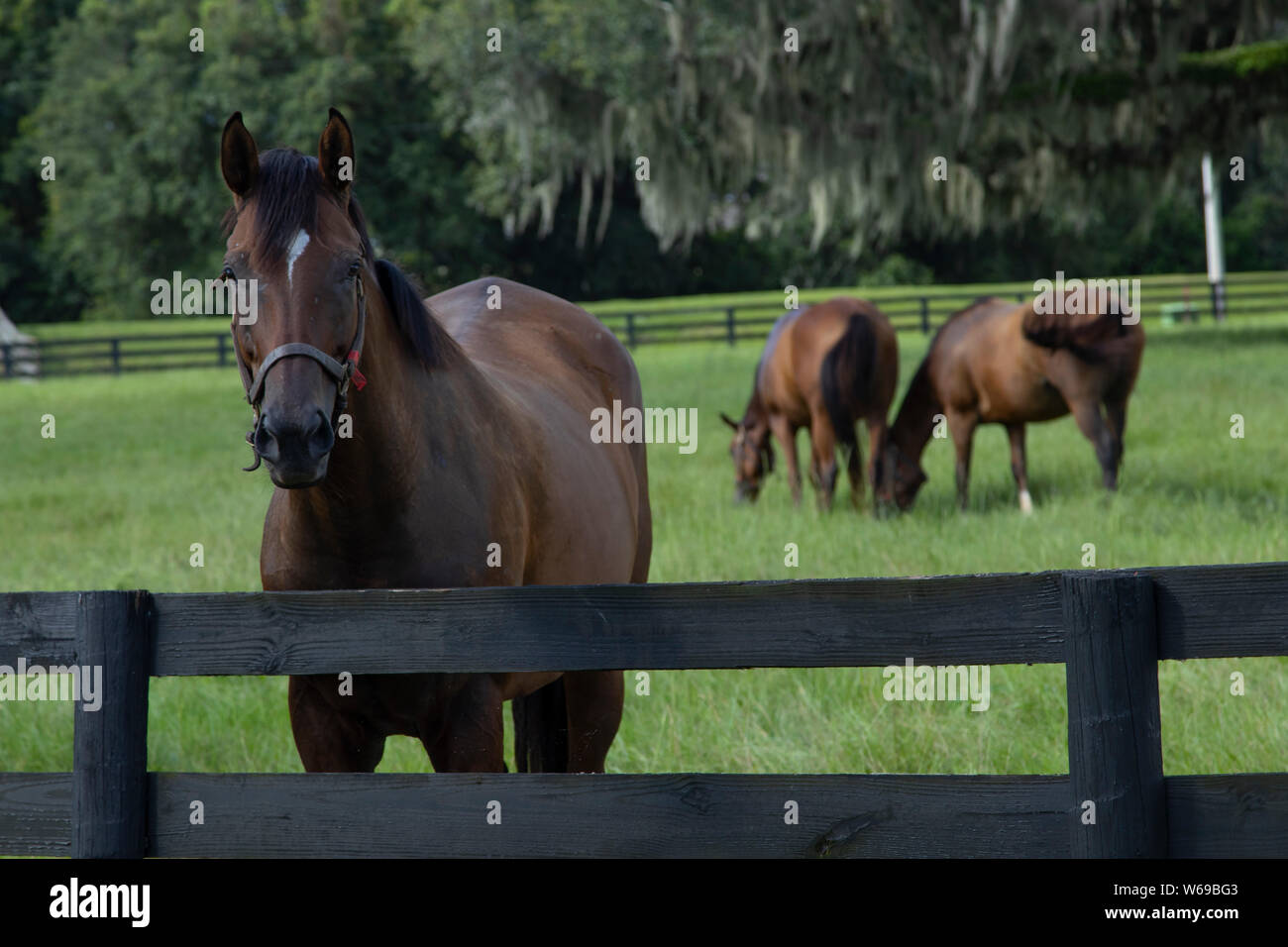Beautiful horses on a horse breeding ranch in central Florida Stock ...