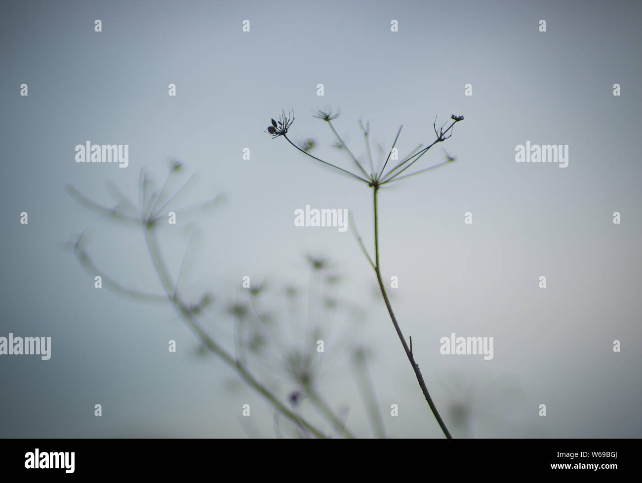Natural background with dry flowers in cold blue fog Stock Photo - Alamy