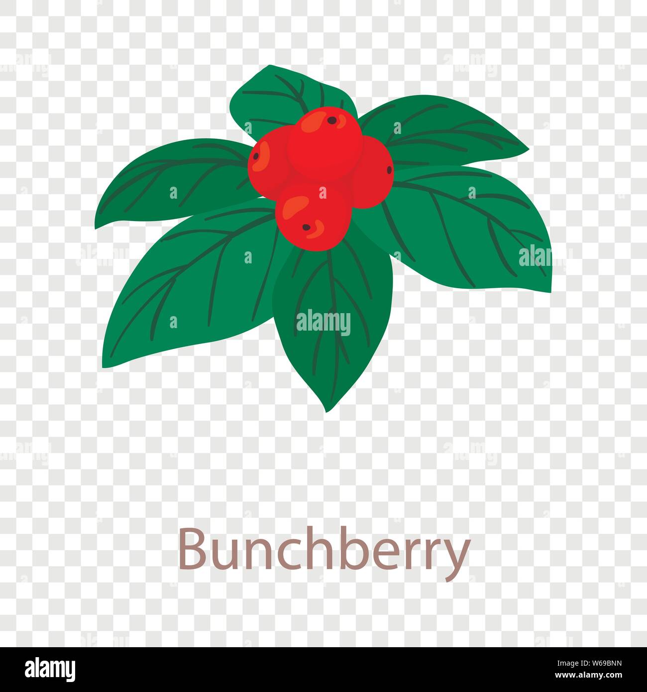 Bunchberry icon, isometric 3d style Stock Vector Image & Art - Alamy