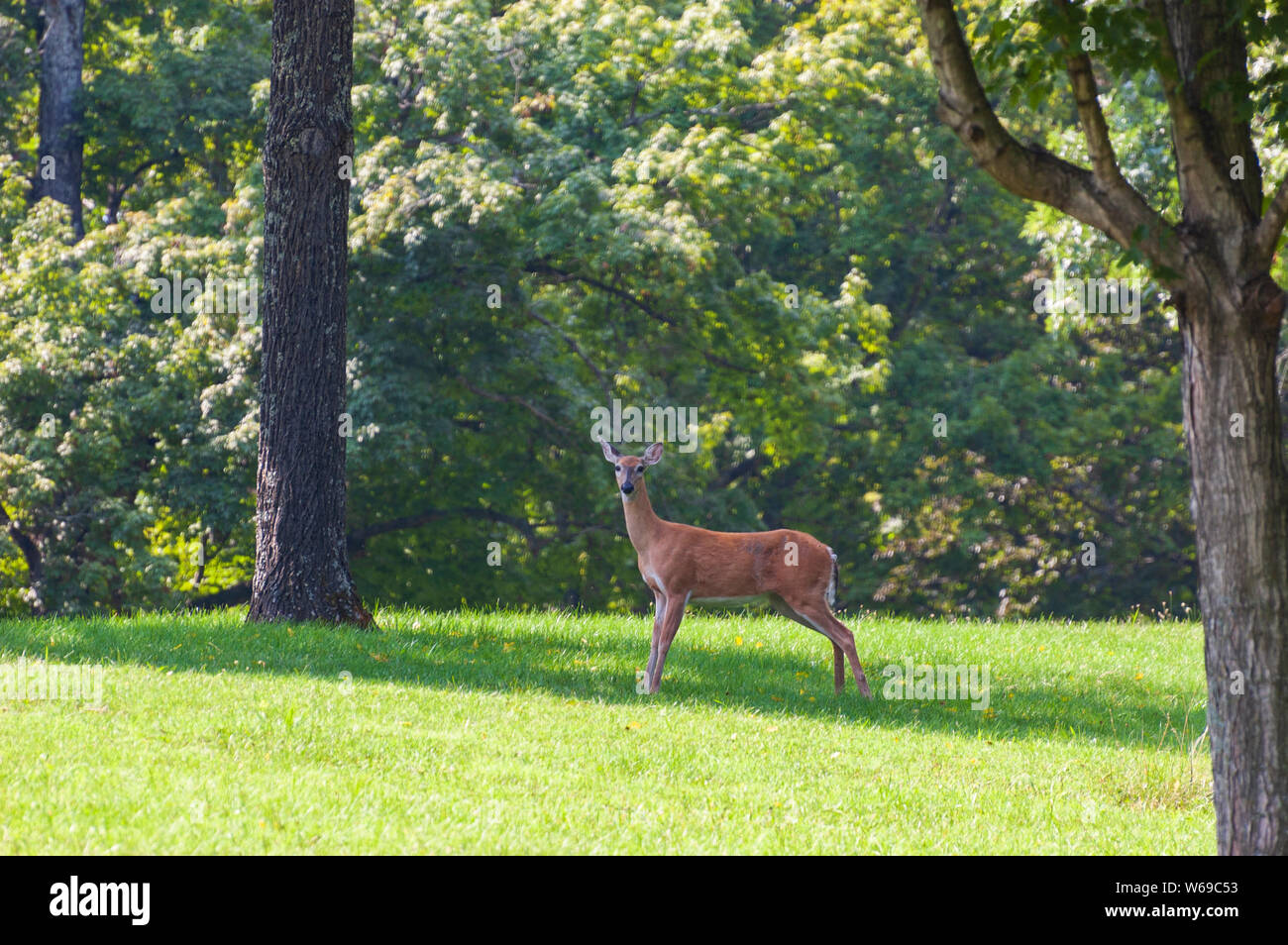 Deer in the woods Stock Photo - Alamy