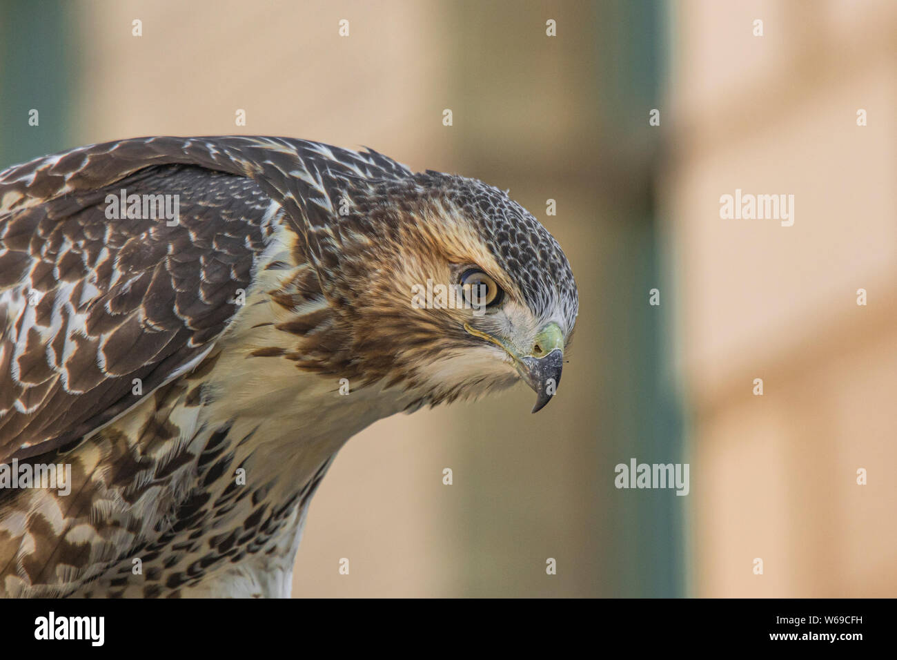 Large female red-tailed hawk staring with a tan background Stock Photo ...