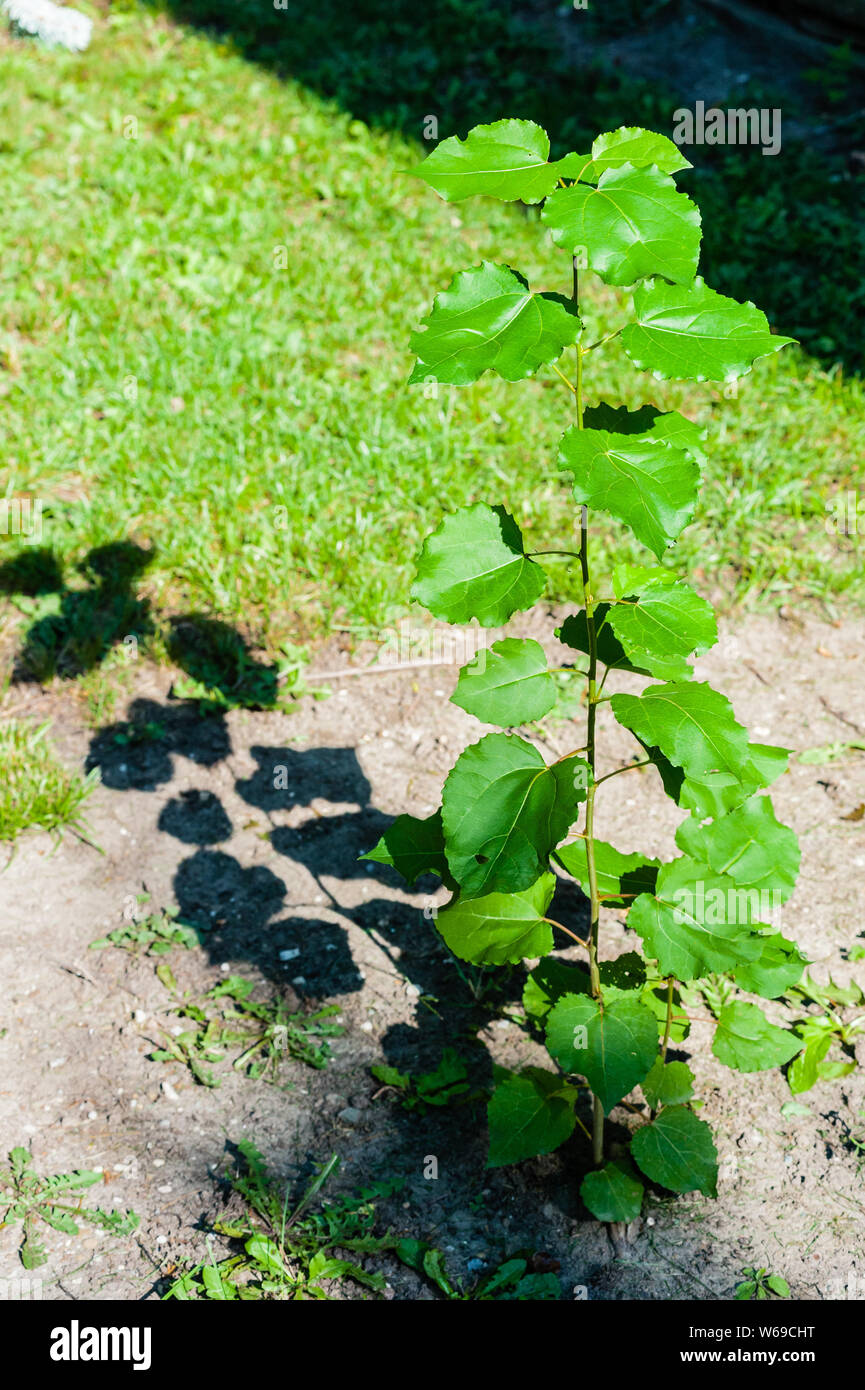 Thin tree hi-res stock photography and images - Alamy