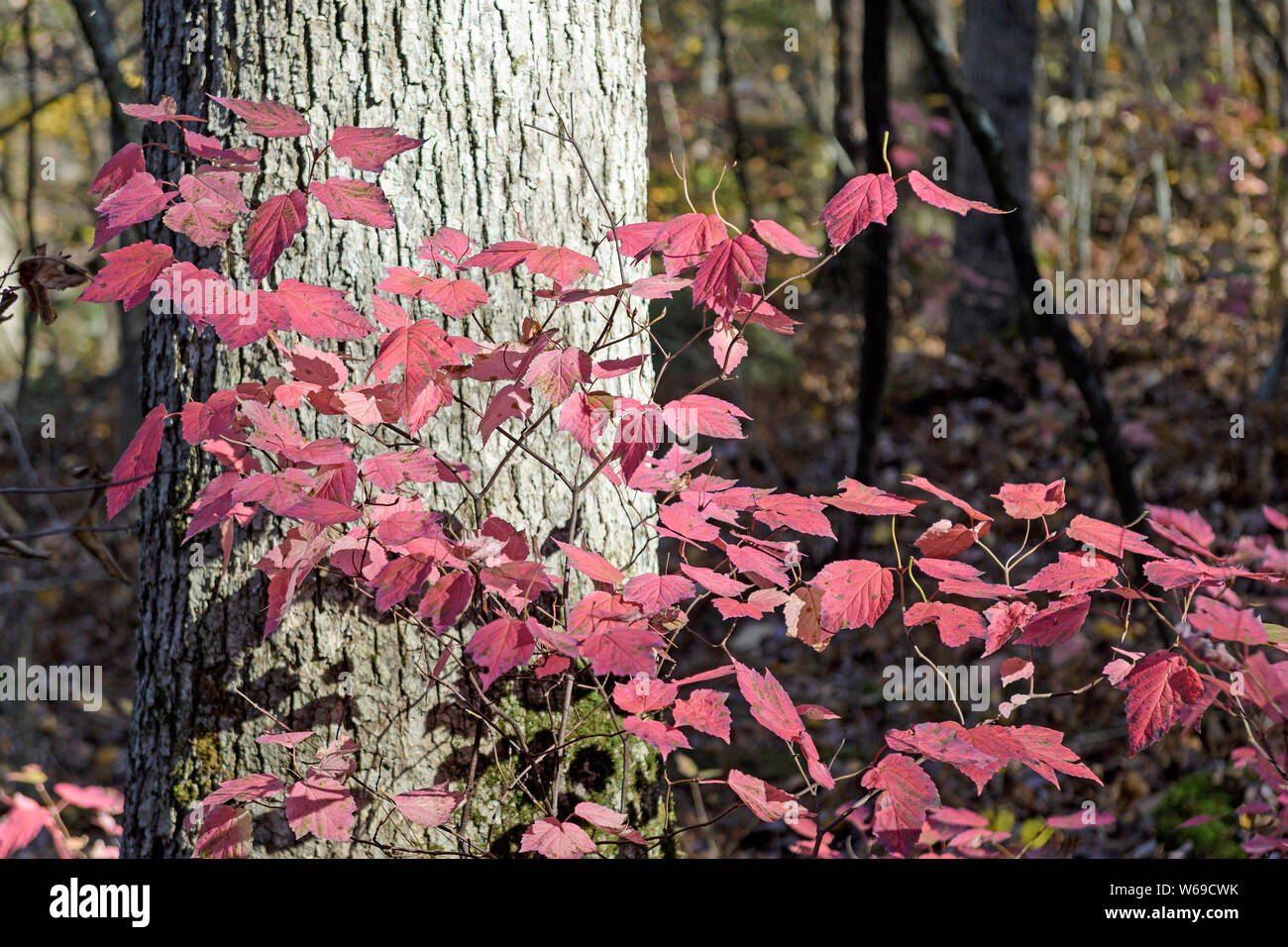 Pink Leaves in the Fall Forest in Devils Lake State Park in Wisconsin ...