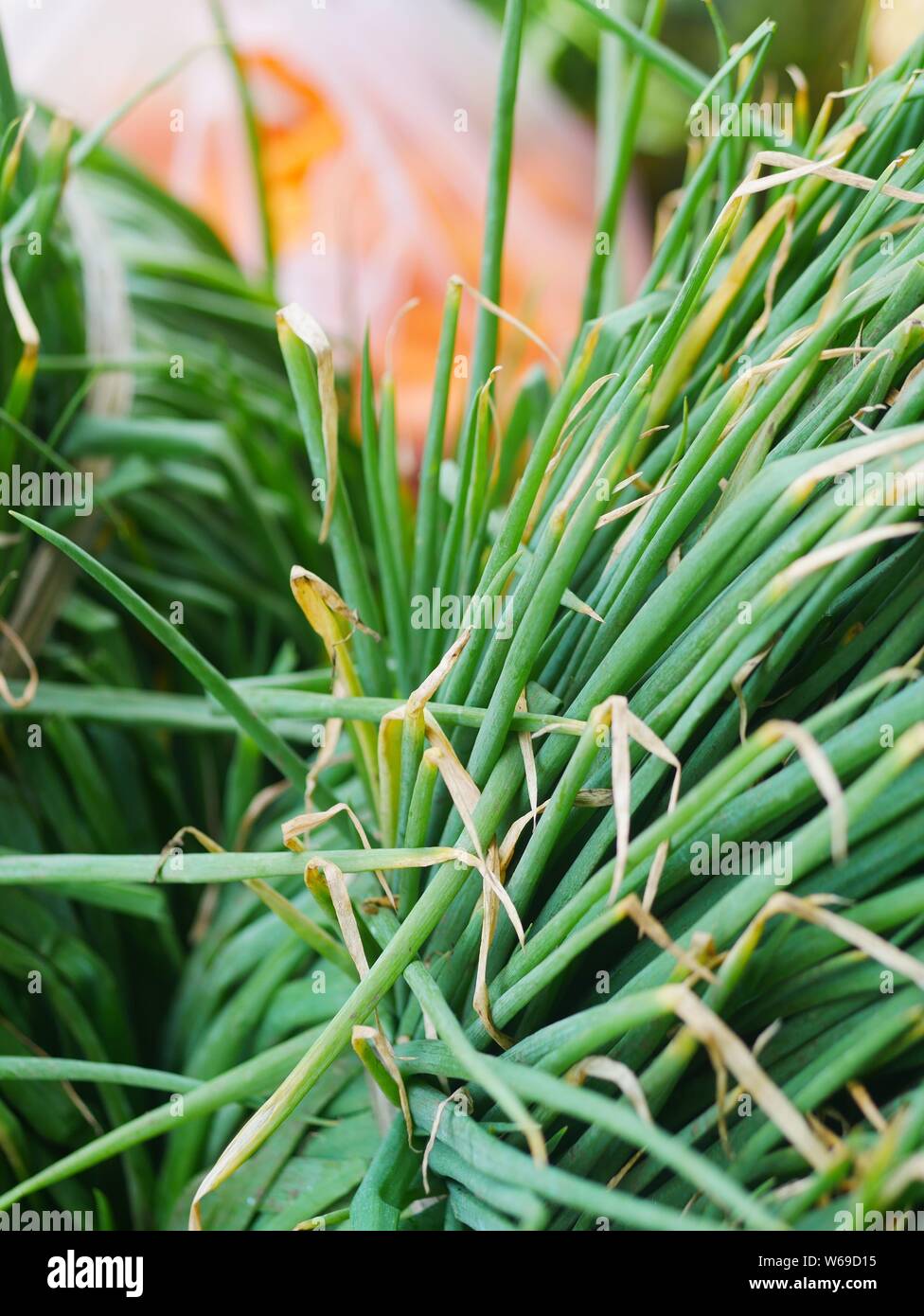 Pare tree hi-res stock photography and images - Alamy