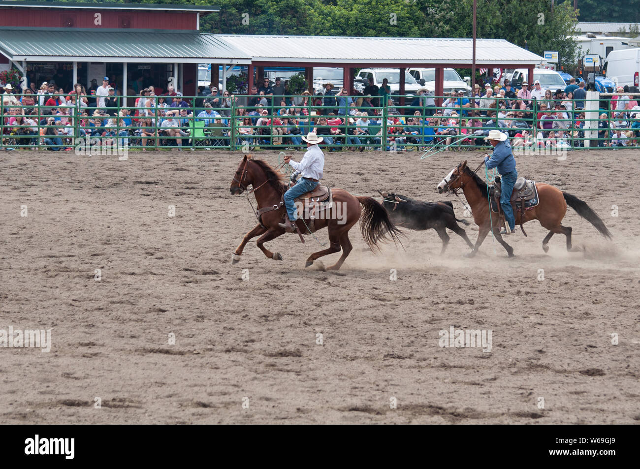 Steer and horses hi-res stock photography and images - Alamy