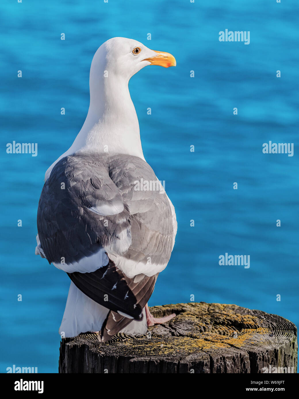 Rear of seagull hi-res stock photography and images - Alamy
