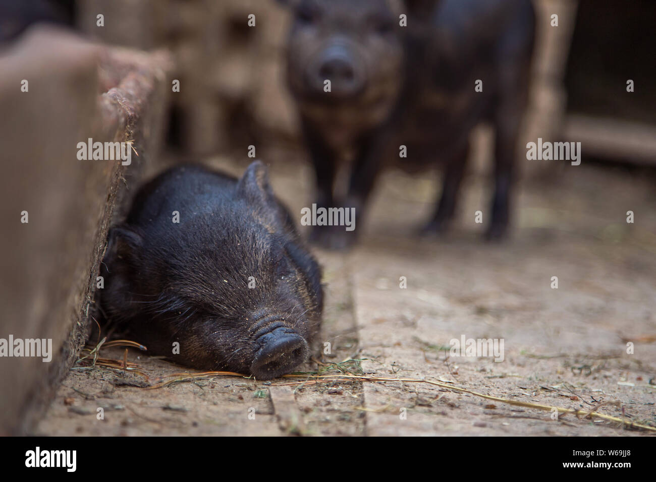 small pigs in the farm Stock Photo - Alamy