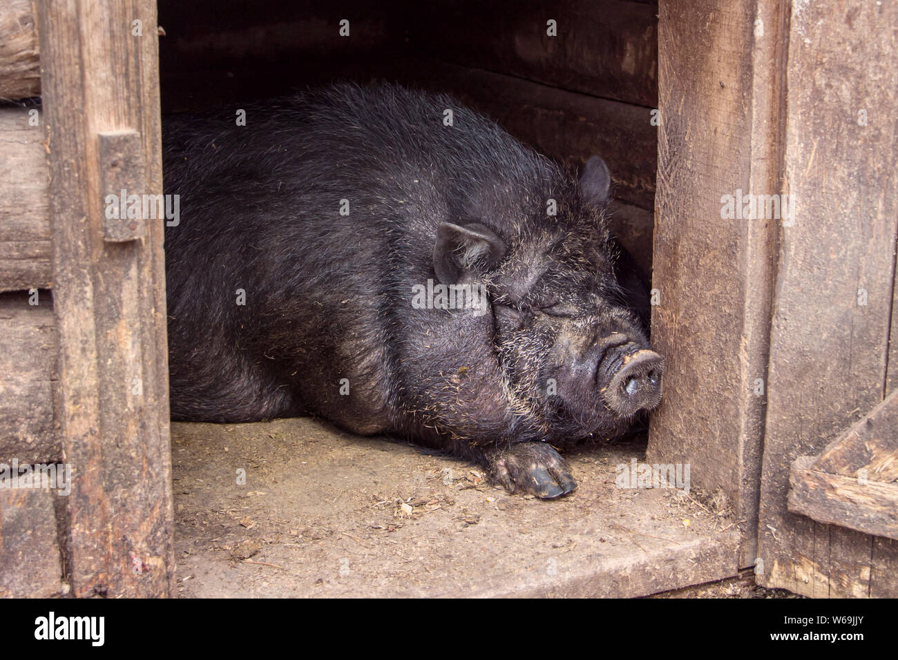 Big Black Pig sleeping in sty at farm Stock Photo - Alamy