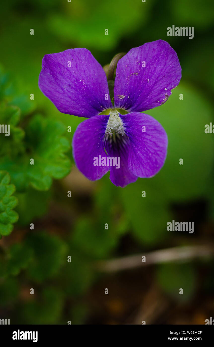 Wildflower viola papilionacea flower hi-res stock photography and ...