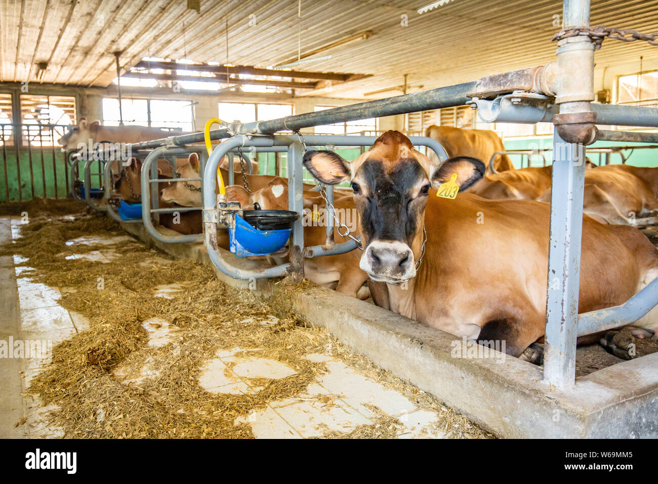 Milk farm hi-res stock photography and images - Alamy