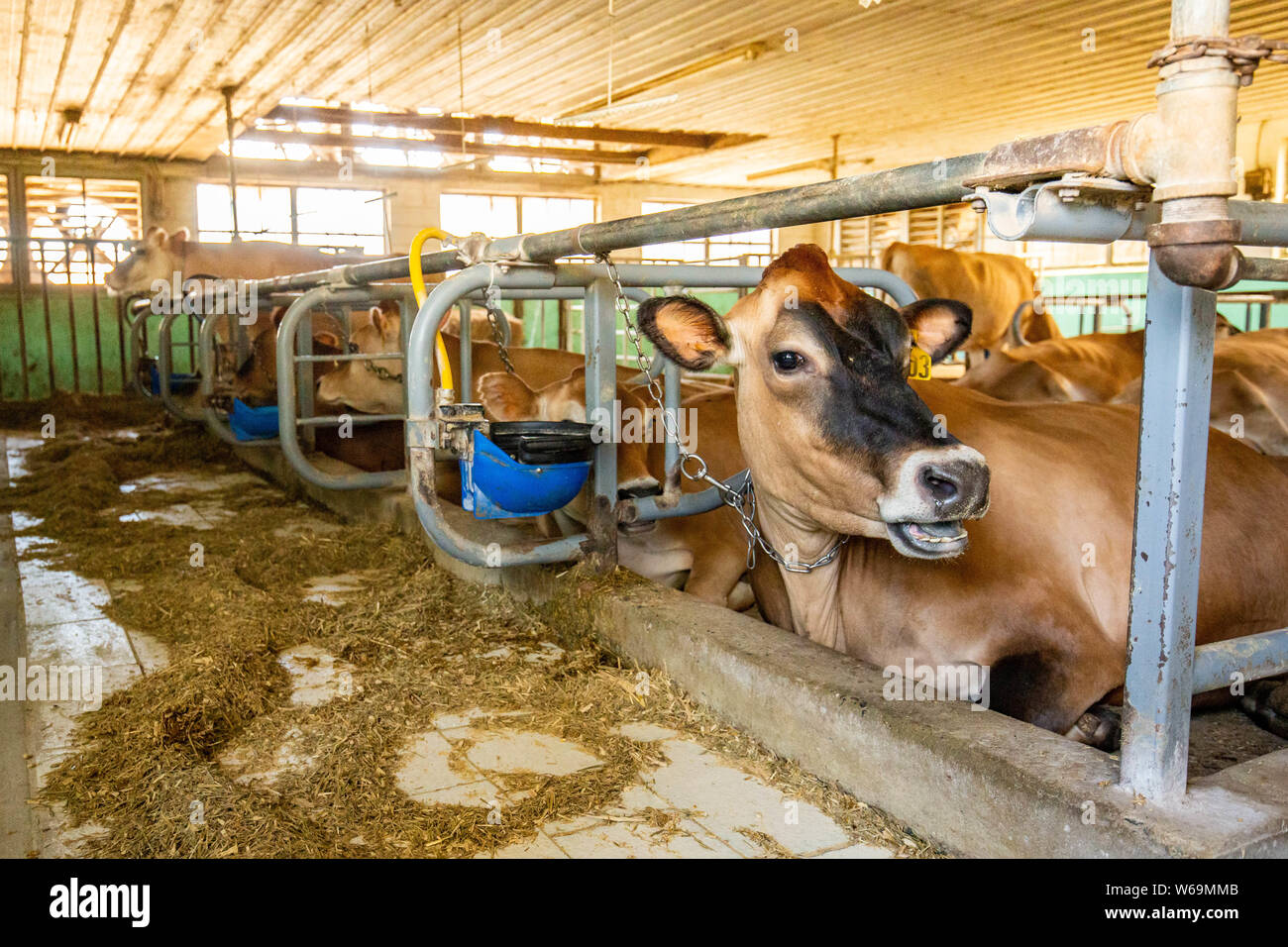 Milk farm production with many cows indoor sitting Stock Photo - Alamy