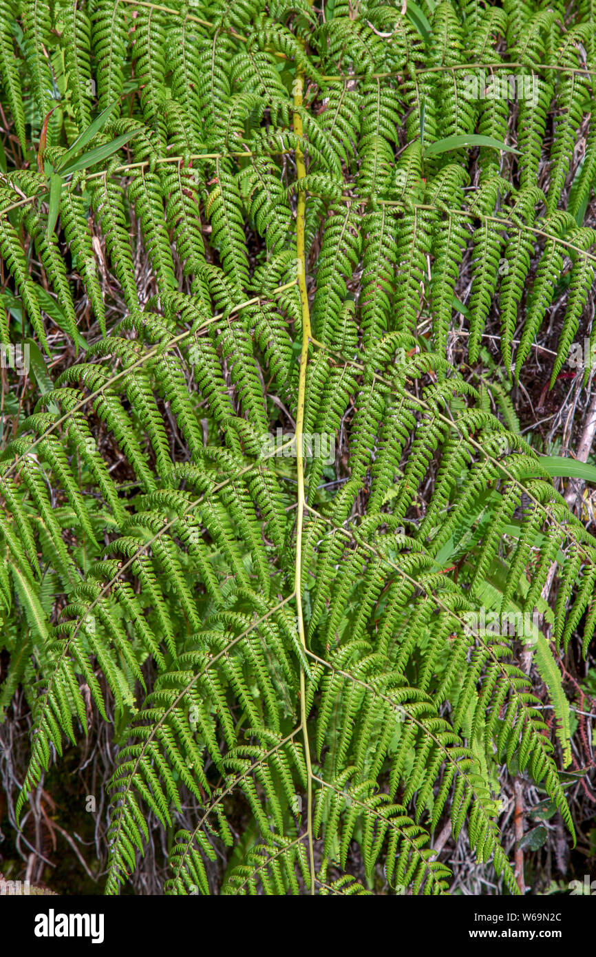 Macro photography of eagle fern fronds from the top, captured at the ...